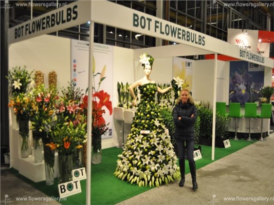 Lily dress Bot flowerbulbs